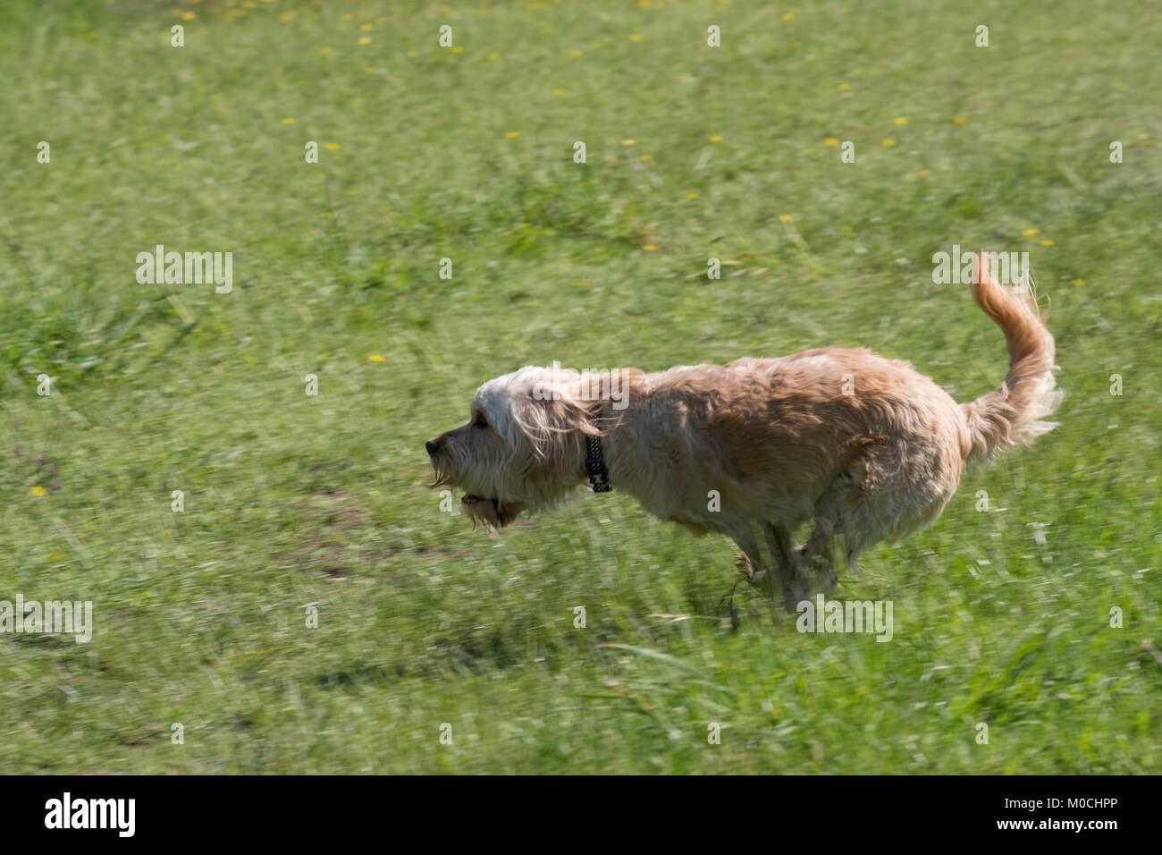 Lola the Cockapoo running across the camera in a Rivington buttercup ...