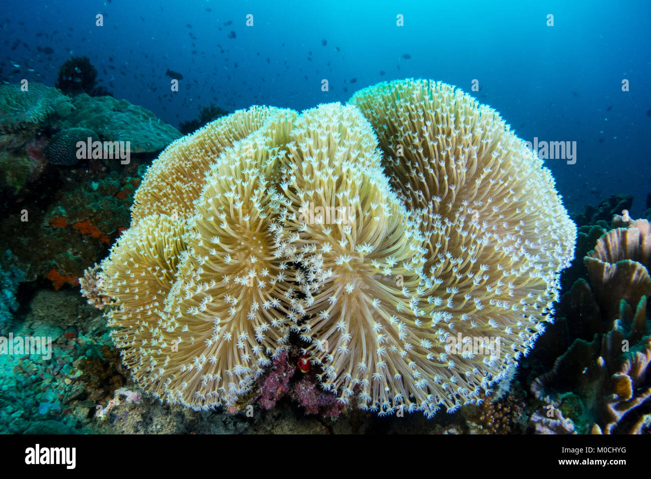 Underwater photography Anilao, Philippines, coral, coral reef Stock ...