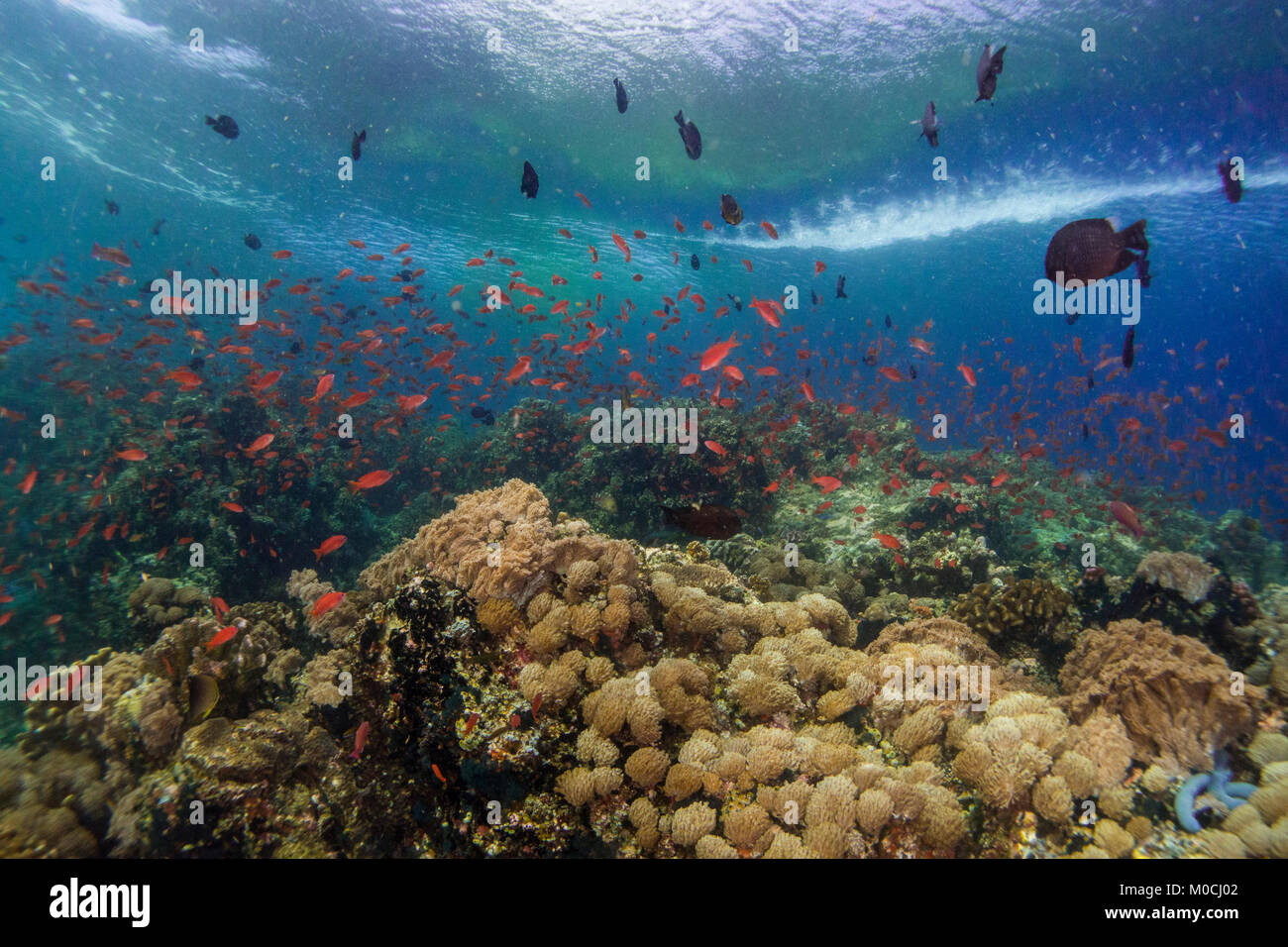 Underwater photography Anilao, Philippines, coral reef Stock Photo - Alamy