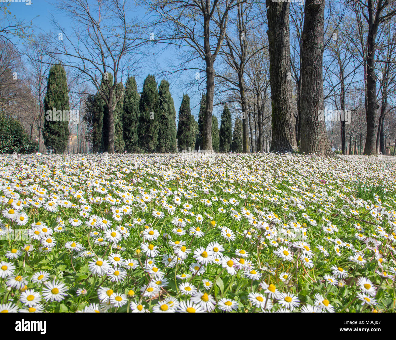 Daisy in the park hi-res stock photography and images - Alamy