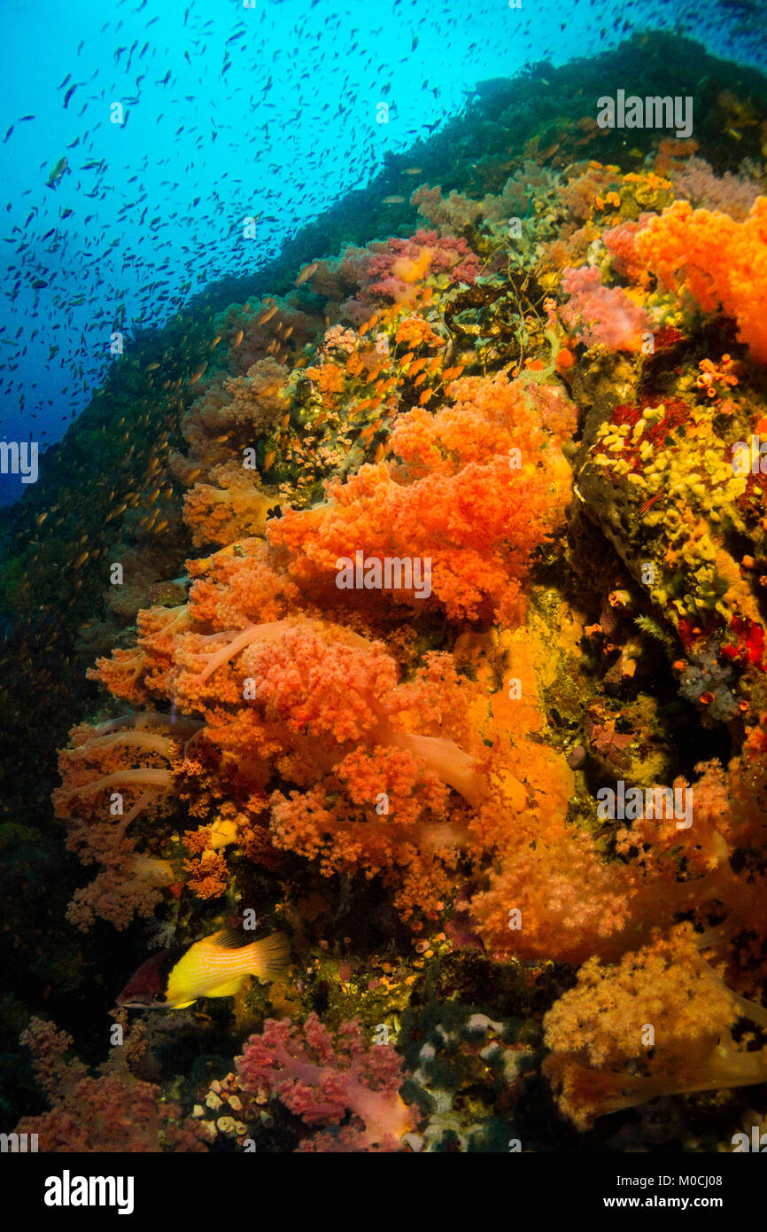 Underwater photography Anilao, Philippines, soft coral, coral reef ...