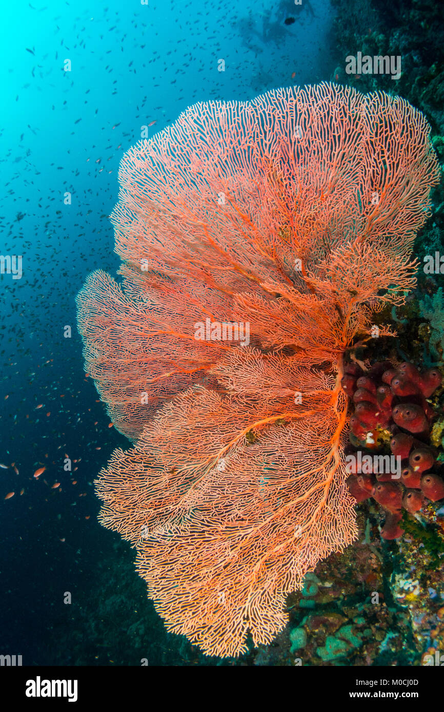 Underwater photography Anilao , Philippines, seafun, coral reef Stock ...