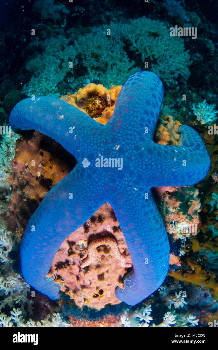 Starfish coral reef hi-res stock photography and images - Alamy