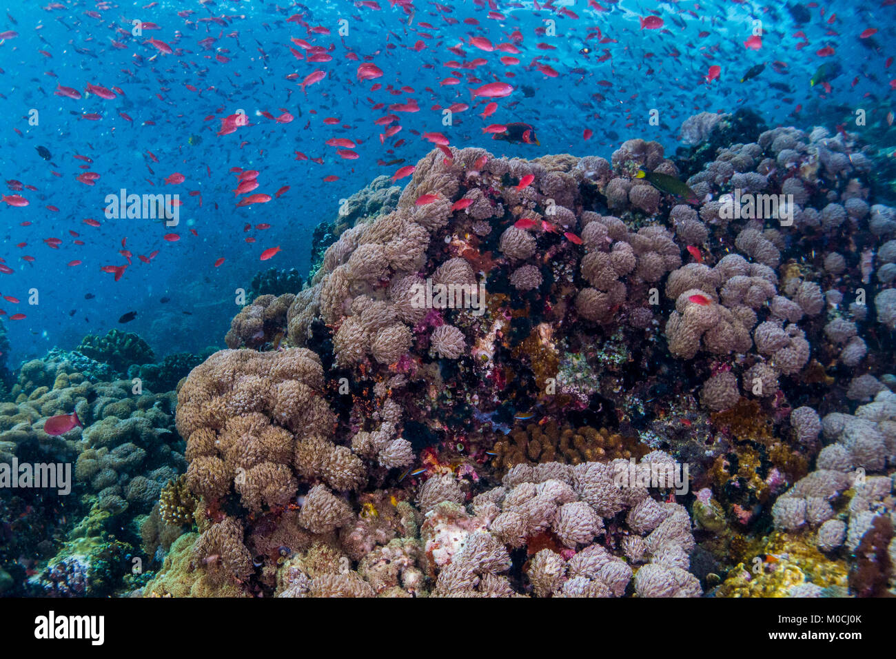 underwater, Anilao, Philippines, coral reef, reef Stock Photo - Alamy