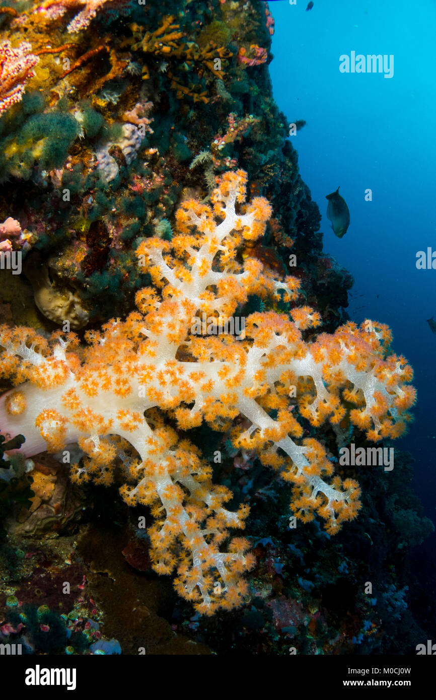 underwater, Anilao, Philippines, coral reef, reef Stock Photo - Alamy