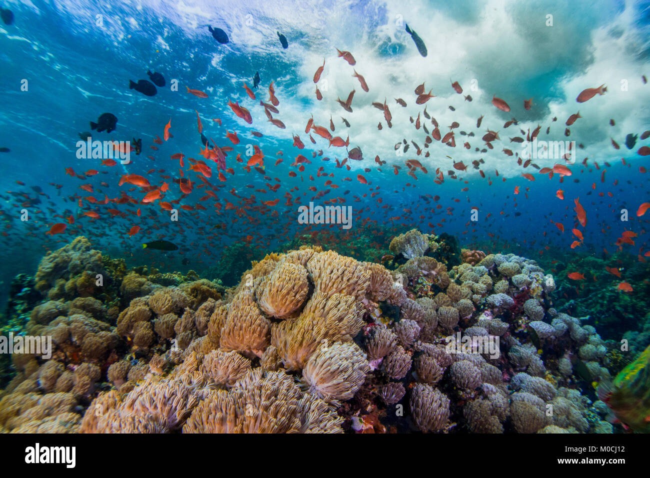 Philippines coral reef hi-res stock photography and images - Alamy