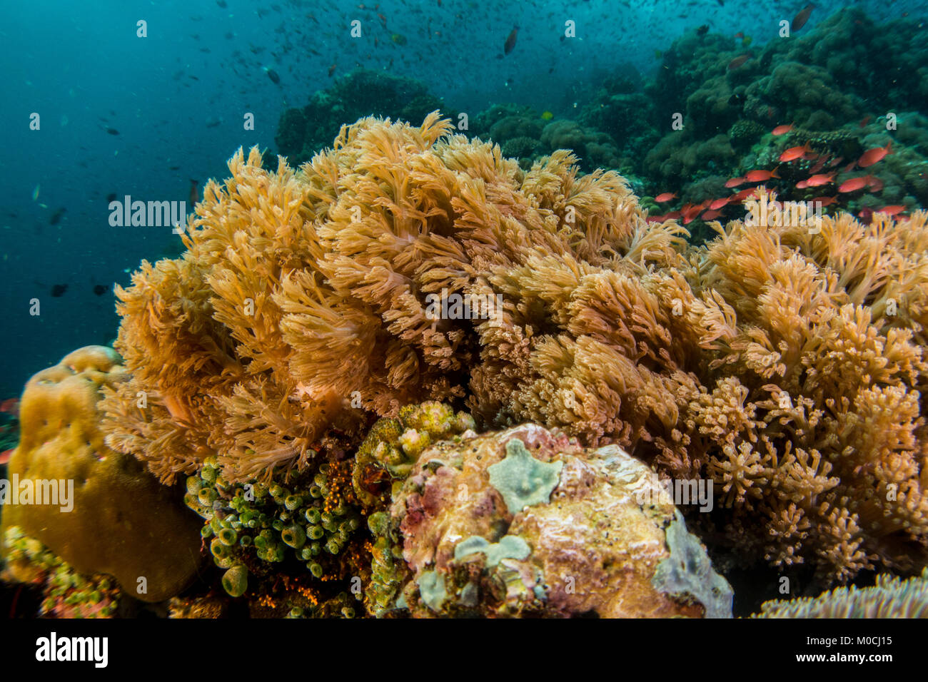 underwater, Anilao, Philippines, coral reef, reef Stock Photo - Alamy
