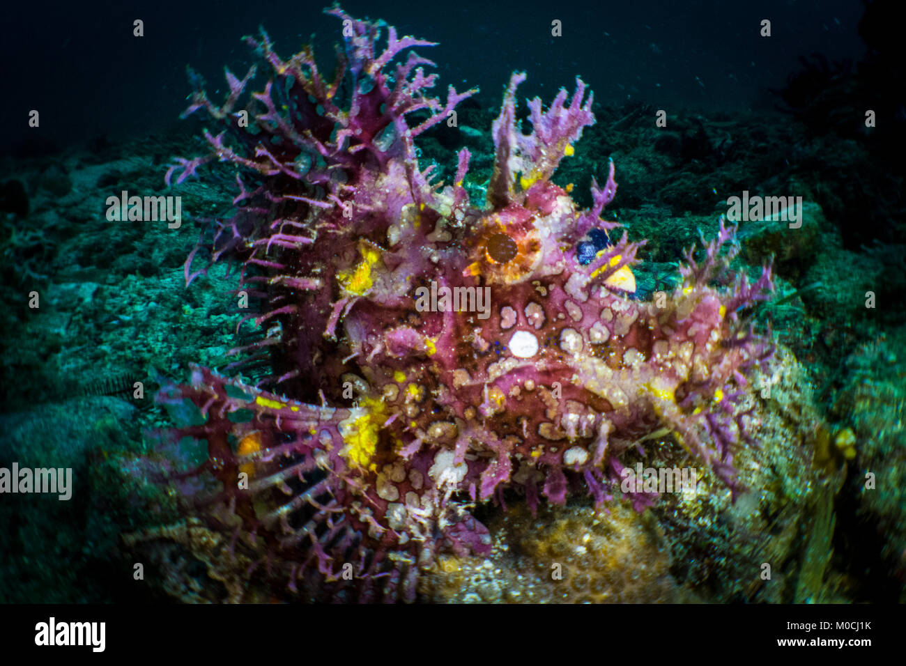 underwater, Anilao, Philippines, rhinopias, scorpion fish Stock Photo ...
