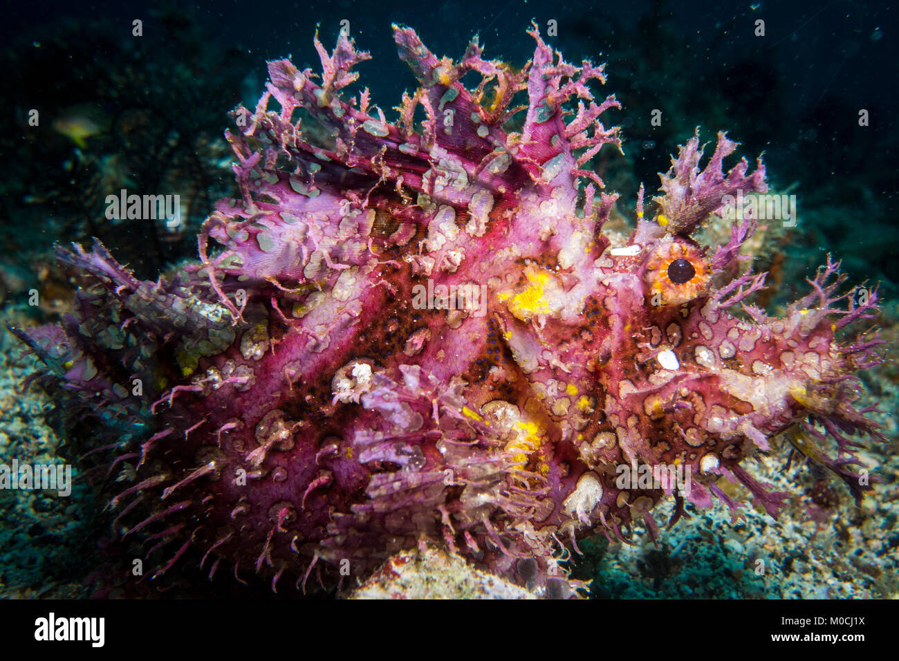 underwater, Anilao, Philippines, rhinopias, scorpion fish Stock Photo ...
