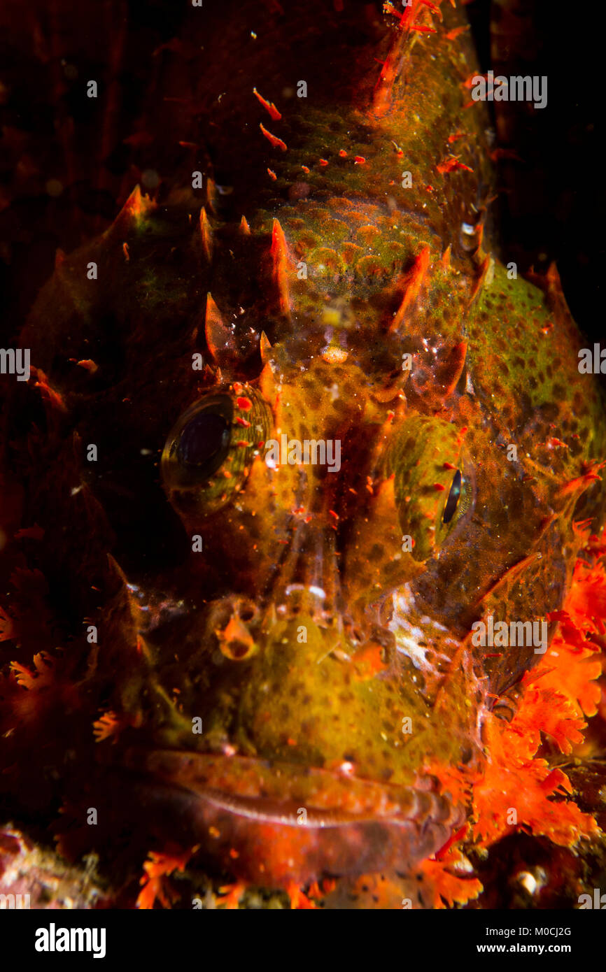 Underwater photography Anilao Philippines, fish, scorpion fish, lion ...