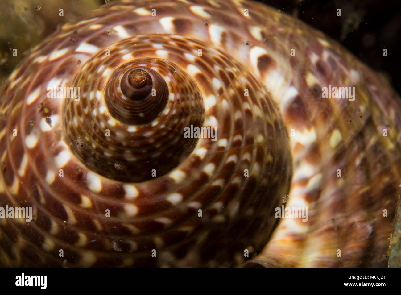 Underwater photography Anilao Philippines, shell, spiral Stock Photo ...
