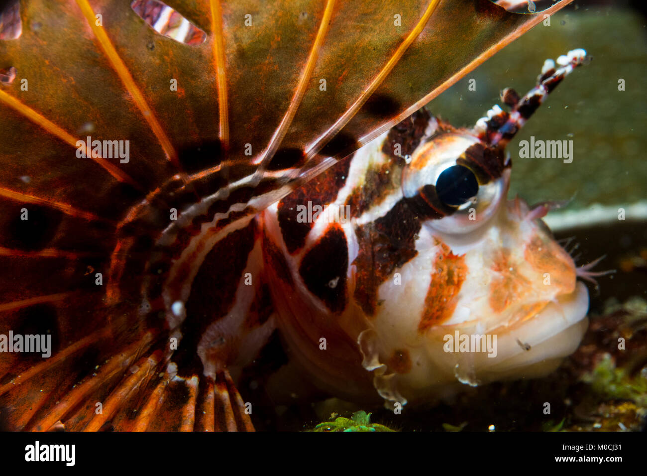 Underwater photography Anilao Philippines, fish, scorpion fish, lion ...