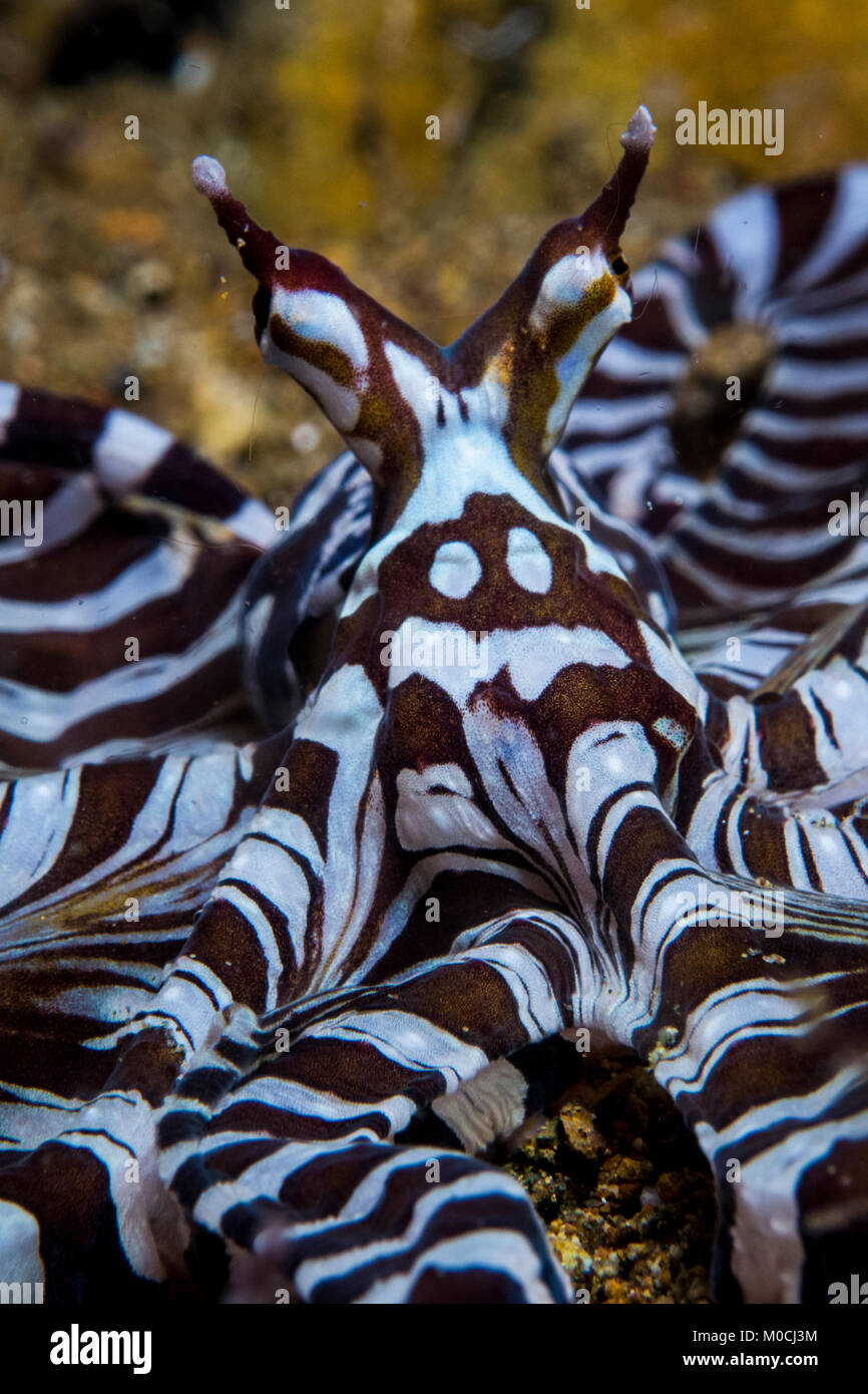 underwater, Anilao, Philippines, octopus, mimic octopus Stock Photo - Alamy