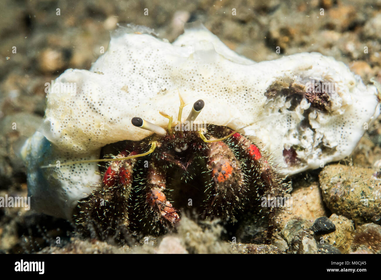 Underwater photography Anilao Philippines, hermit crab Stock Photo - Alamy