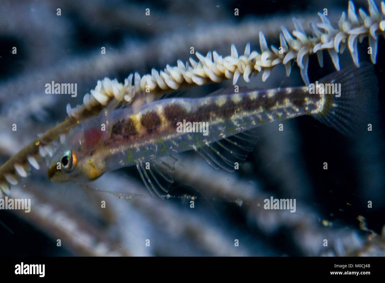 Underwater photography Anilao Philippines, whip coral with goby fish ...