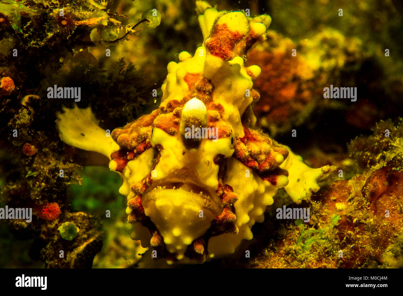 underwater, Anilao, Philippines, yellow frogfish Stock Photo - Alamy