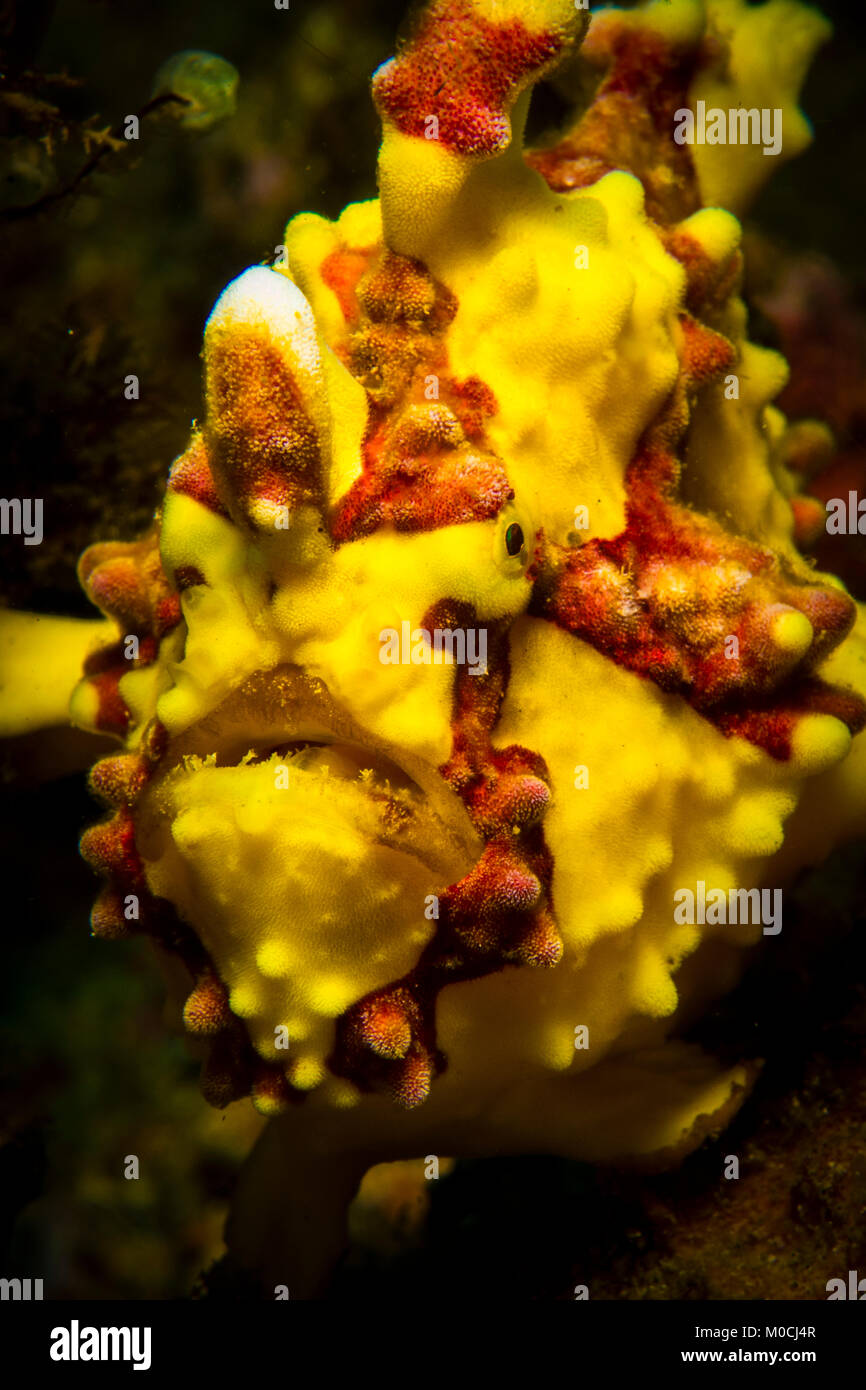 underwater, Anilao, Philippines, yellow frogfish Stock Photo - Alamy