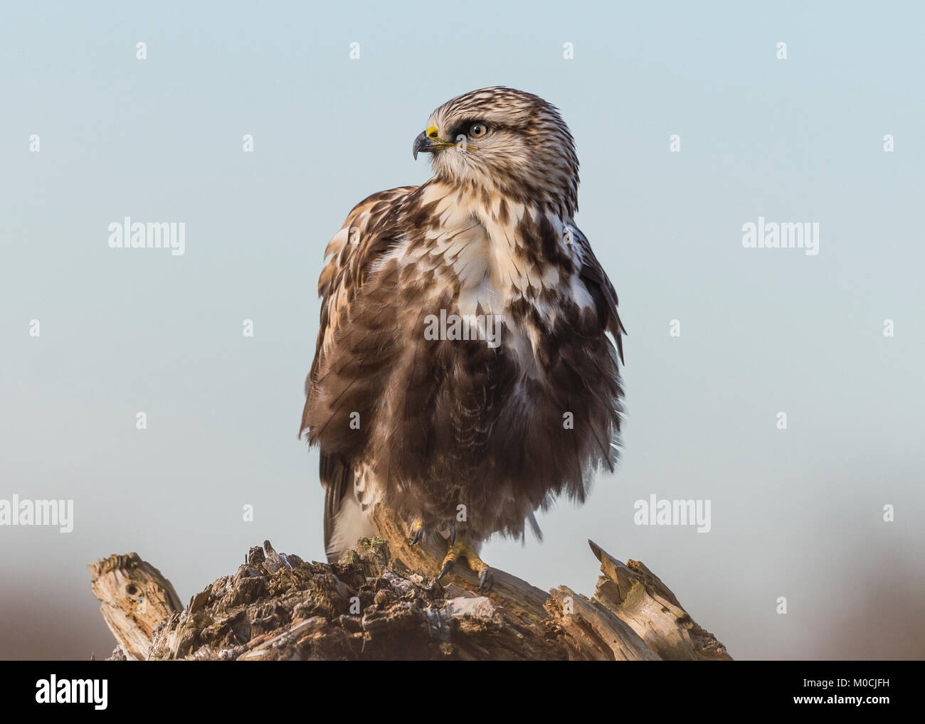 Yellow legged hawk hi-res stock photography and images - Alamy