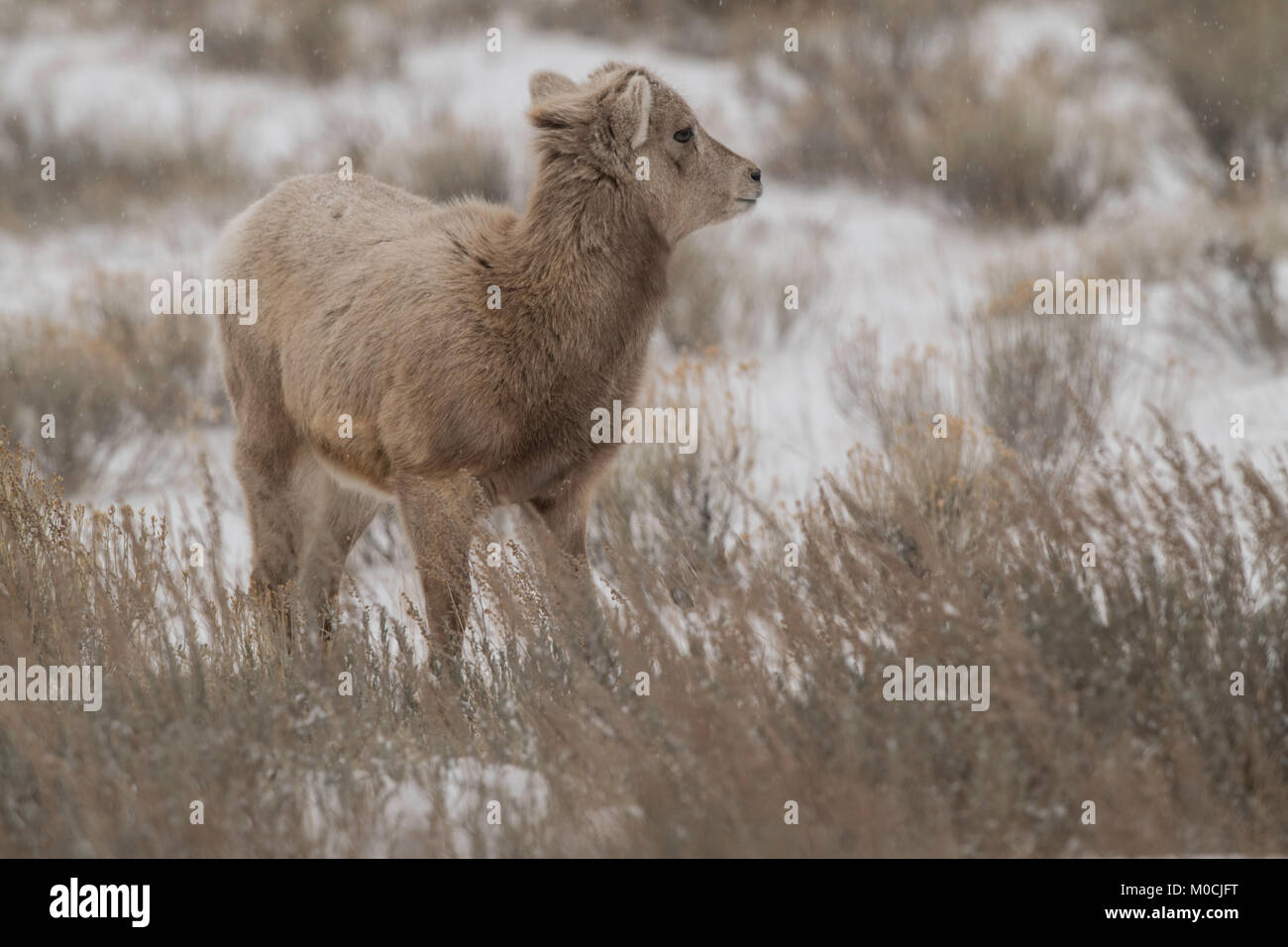 Bighorn Lamb in Winter Stock Photo - Alamy