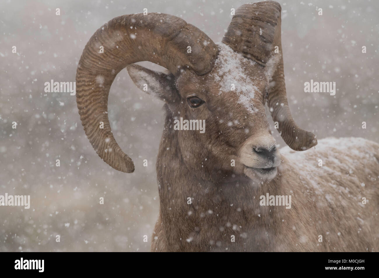 Bighorns winter hi-res stock photography and images - Alamy