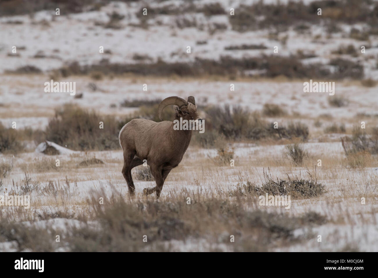 Sheep running hi-res stock photography and images - Alamy