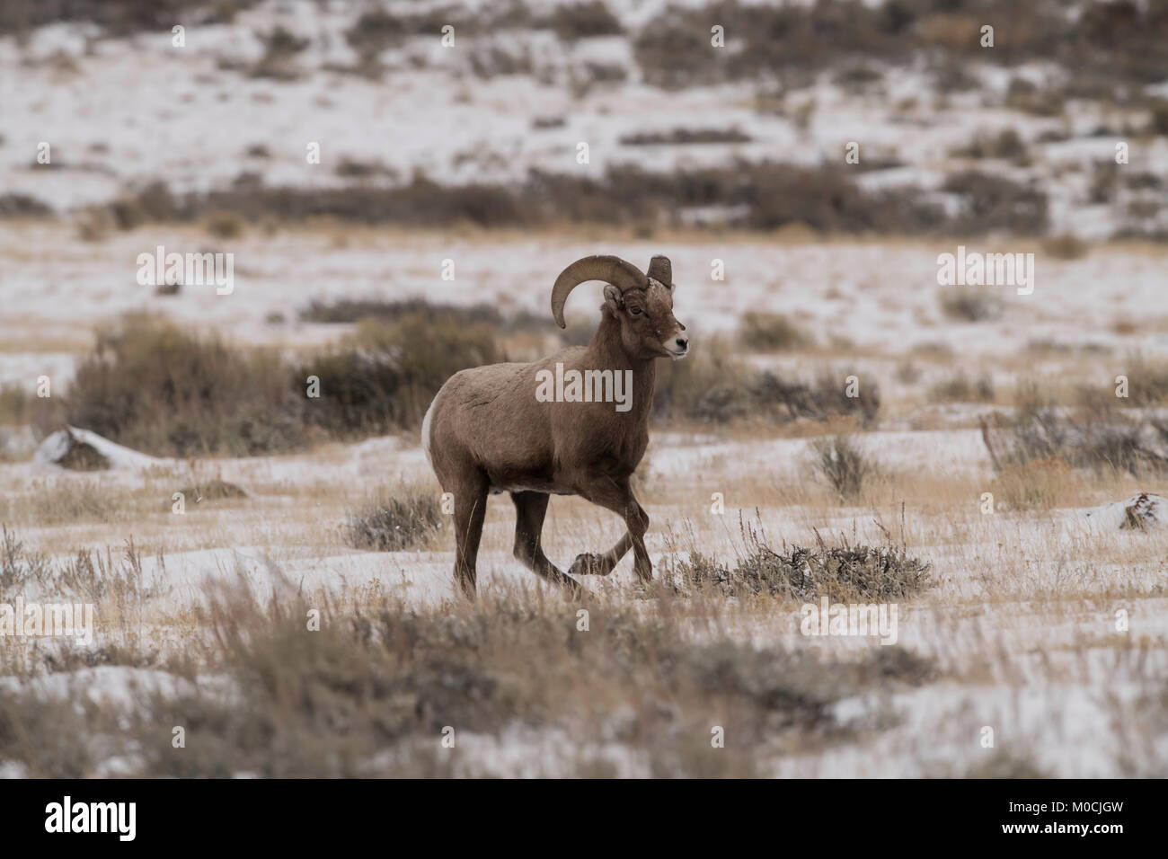 Bighorn Sheep Running, Wyoming Stock Photo - Alamy Bighorn Sheep Running, Wyoming Stock Photo - Alamy