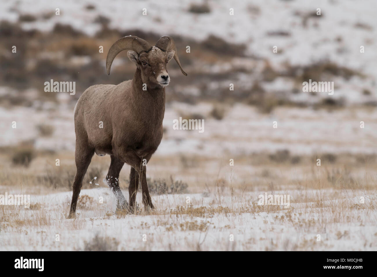 Bighorn Sheep Running, Wyoming Stock Photo - Alamy Bighorn Sheep Running, Wyoming Stock Photo - Alamy
