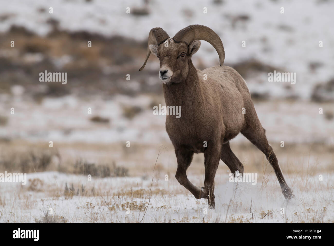 Bighorn Sheep Running, Wyoming Stock Photo - Alamy Bighorn Sheep Running, Wyoming Stock Photo - Alamy