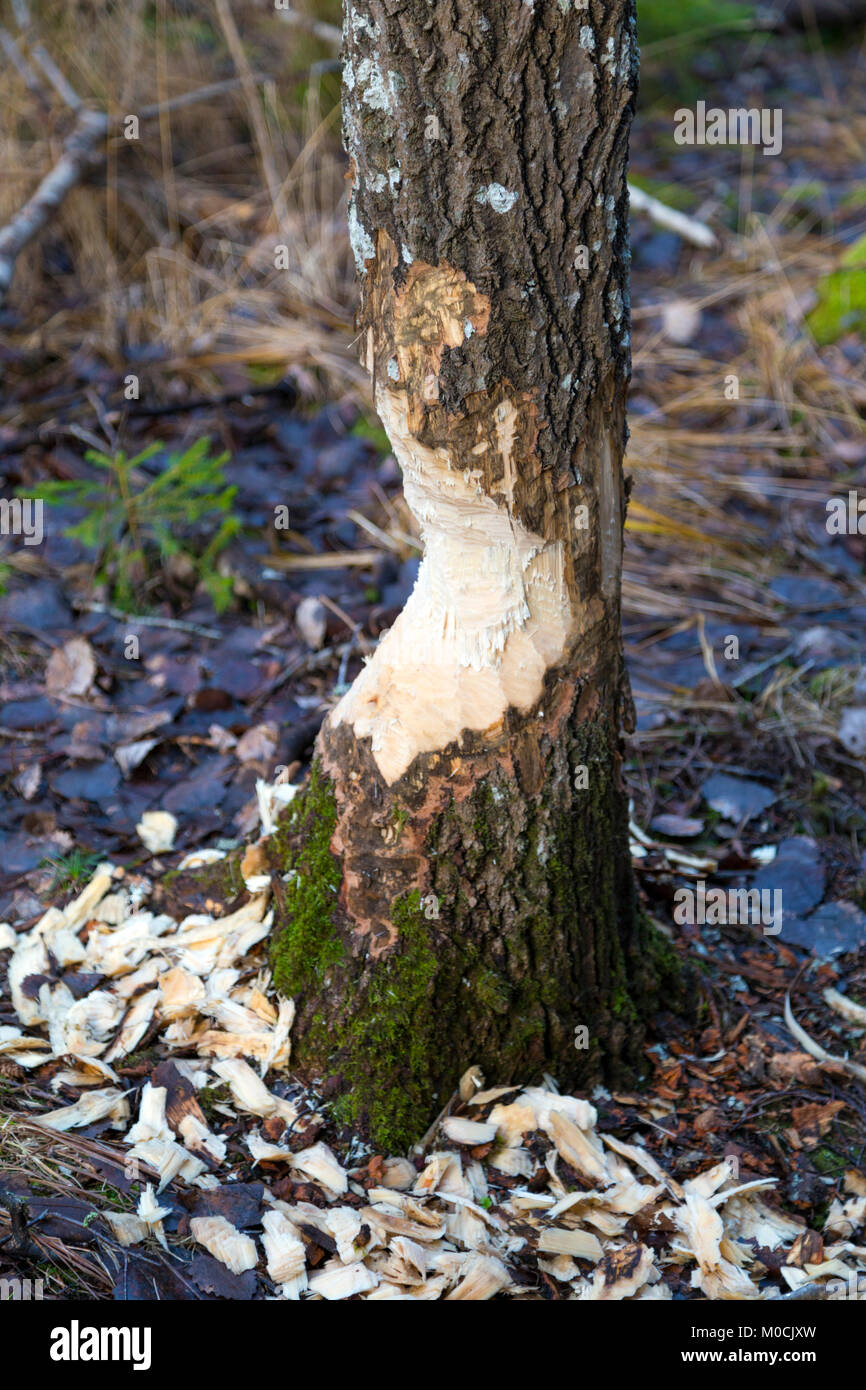 Beaver tree chew hi-res stock photography and images - Alamy