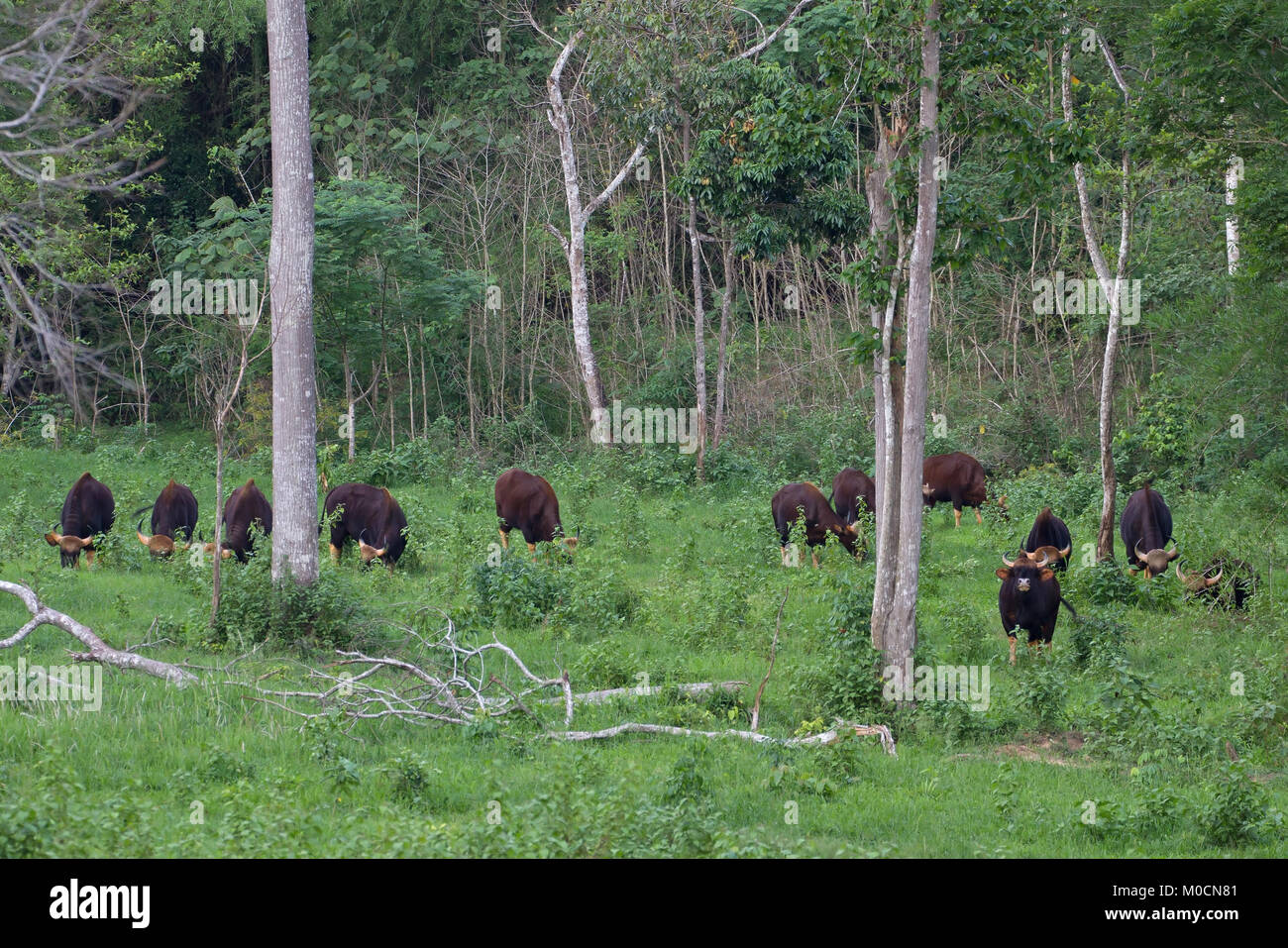 Gaur ( Bos gaurus ) eating grass in real nature in Thailand Stock Photo ...