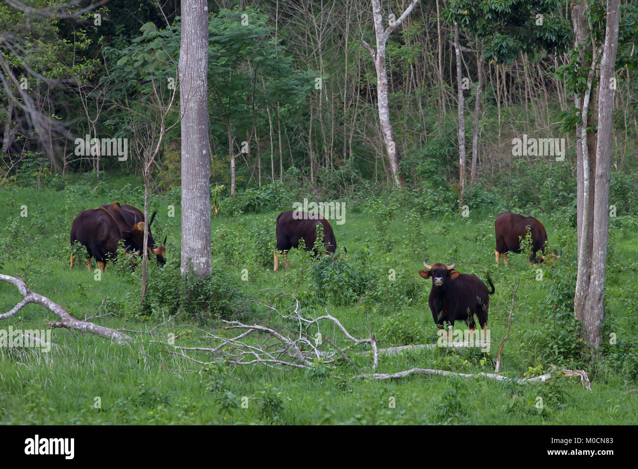 Gaur thailand hi-res stock photography and images - Alamy