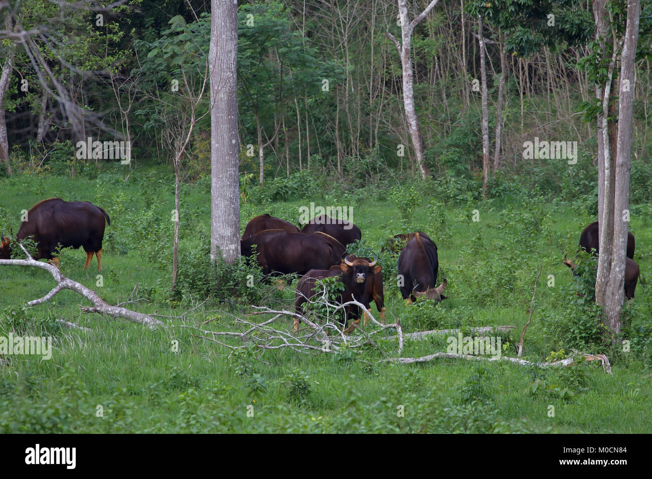 Gaur ( Bos gaurus ) eating grass in real nature in Thailand Stock Photo ...