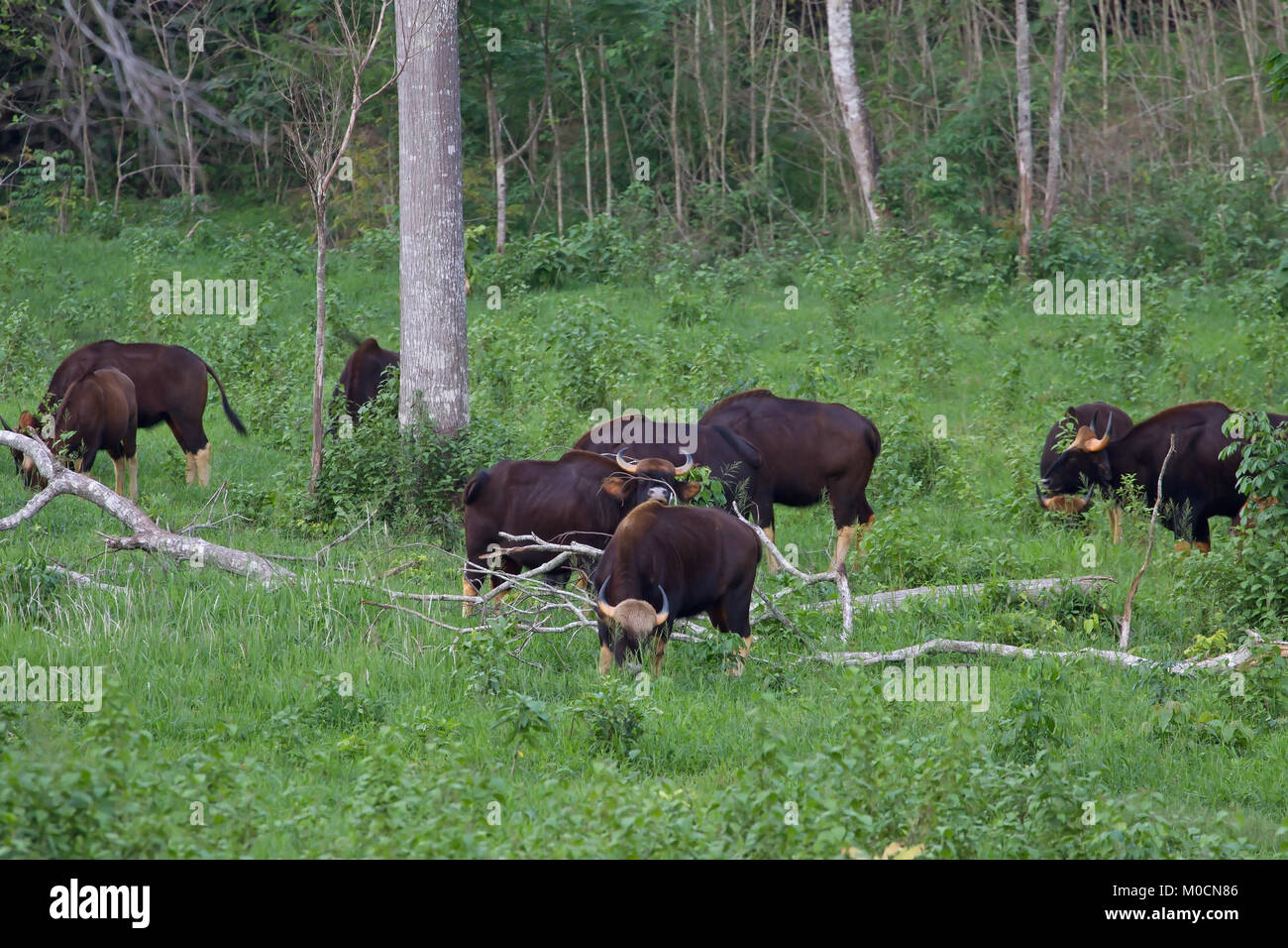 Gaur ( Bos gaurus ) eating grass in real nature in Thailand Stock Photo ...