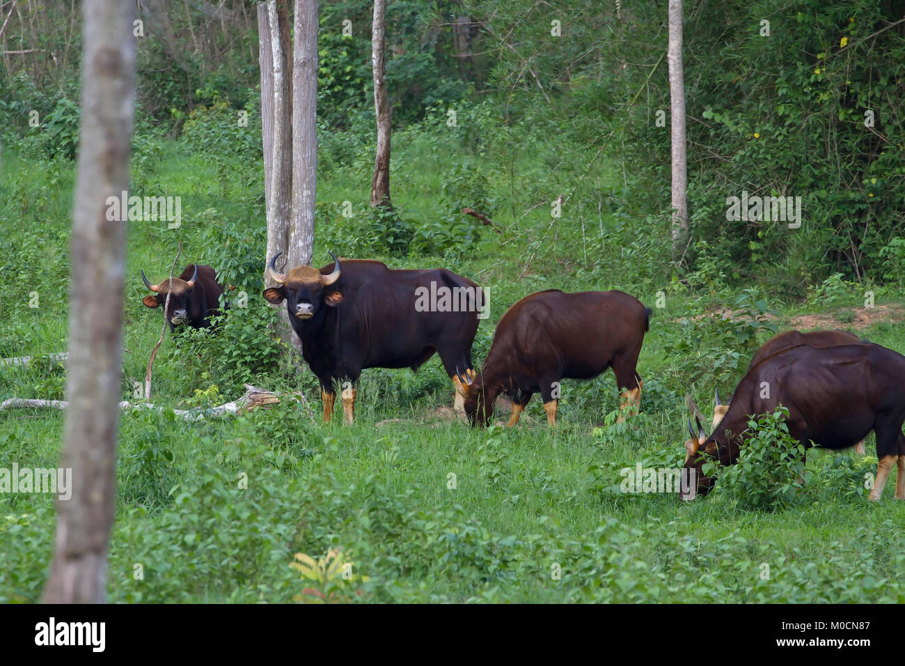 Gaur ( Bos gaurus ) eating grass in real nature in Thailand Stock Photo ...