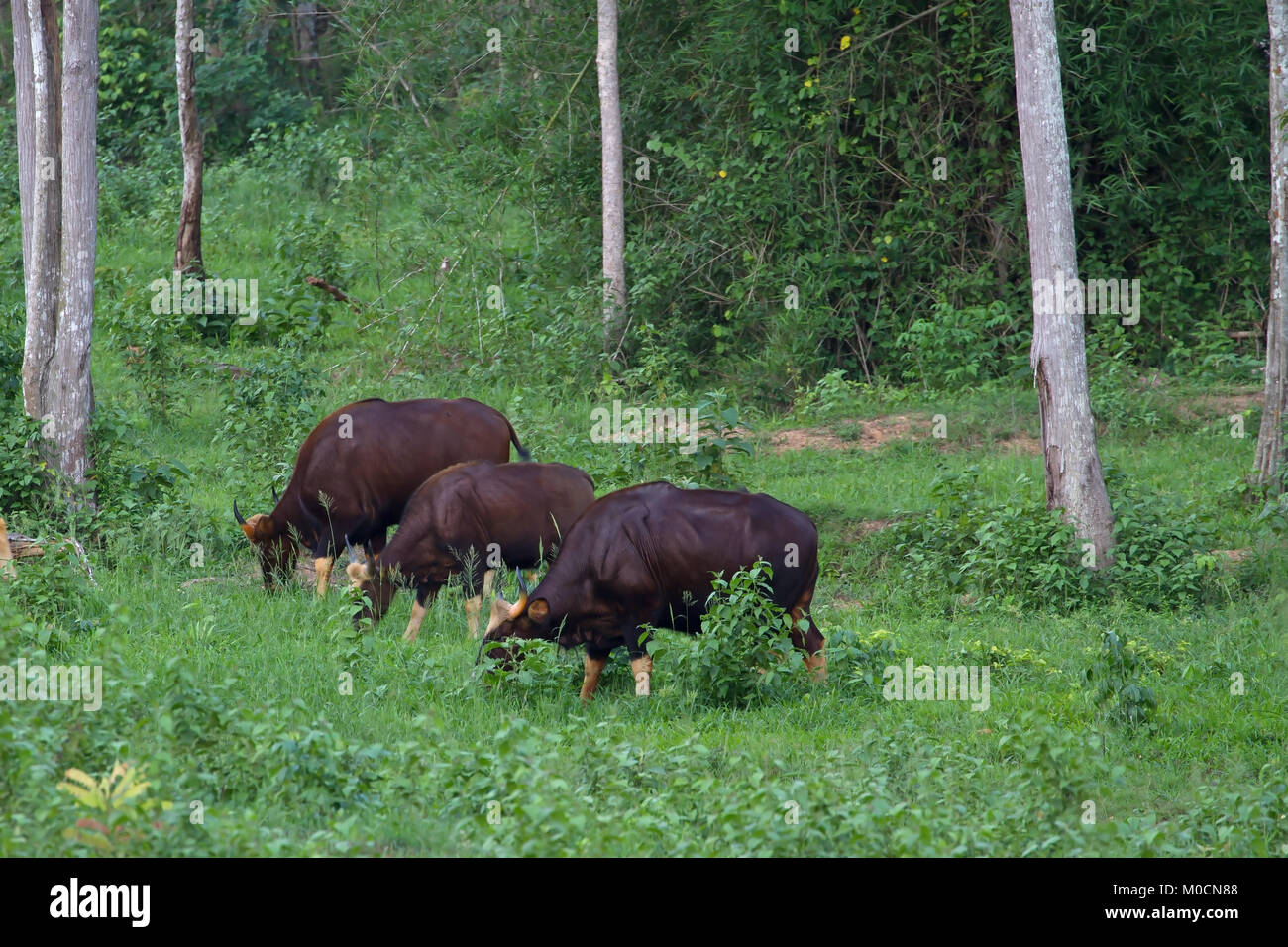 Gaur ( Bos gaurus ) eating grass in real nature in Thailand Stock Photo ...