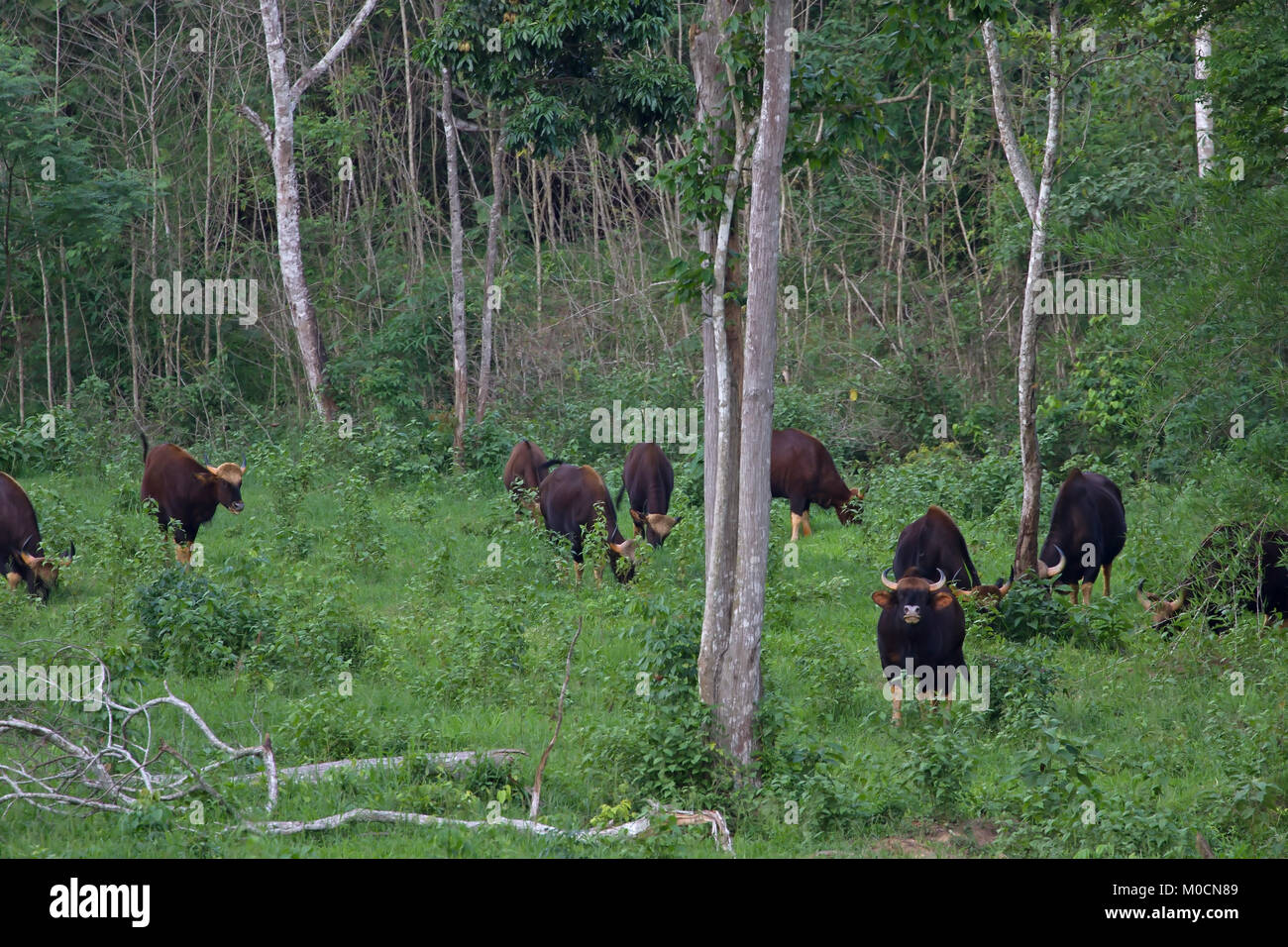 Gaur ( Bos gaurus ) eating grass in real nature in Thailand Stock Photo ...