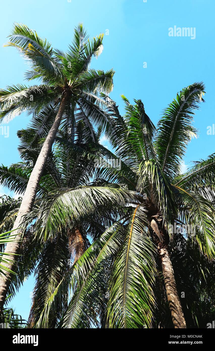 Tall coconut palm trees outside hi-res stock photography and images - Alamy