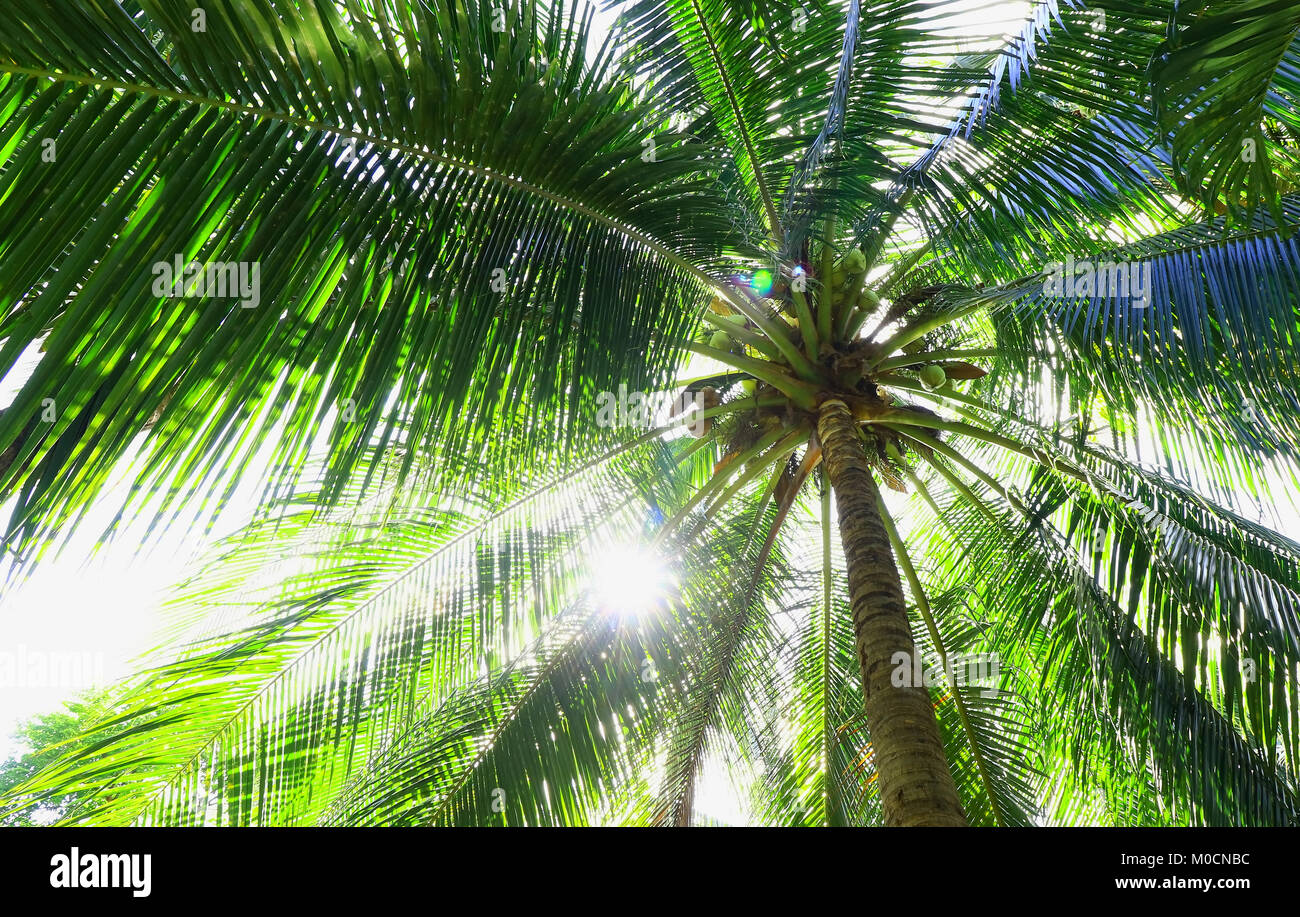Coconut palm trees perspective view Stock Photo - Alamy