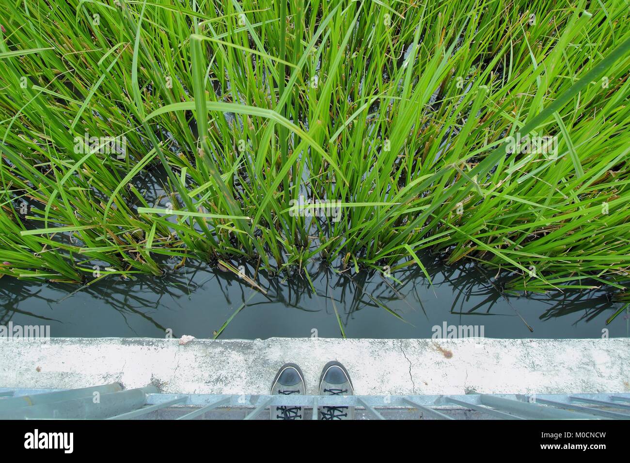 Sports shoes sneakers and fresh green grass open air. top view Stock ...