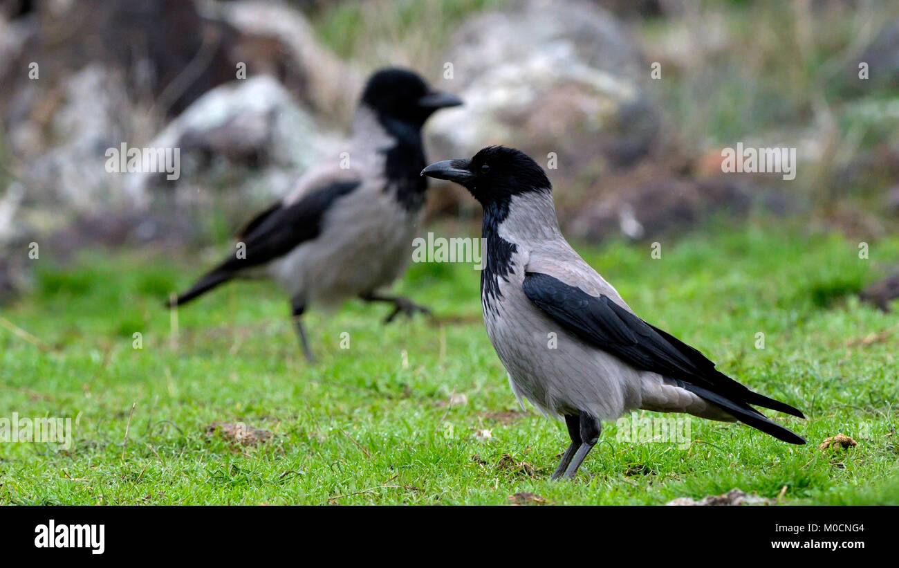 Corvus cornix pair hi-res stock photography and images - Alamy