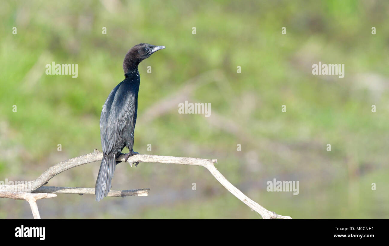 Pygmy cormorant (Microcarbo pygmeus) sitting on a branch Stock Photo ...