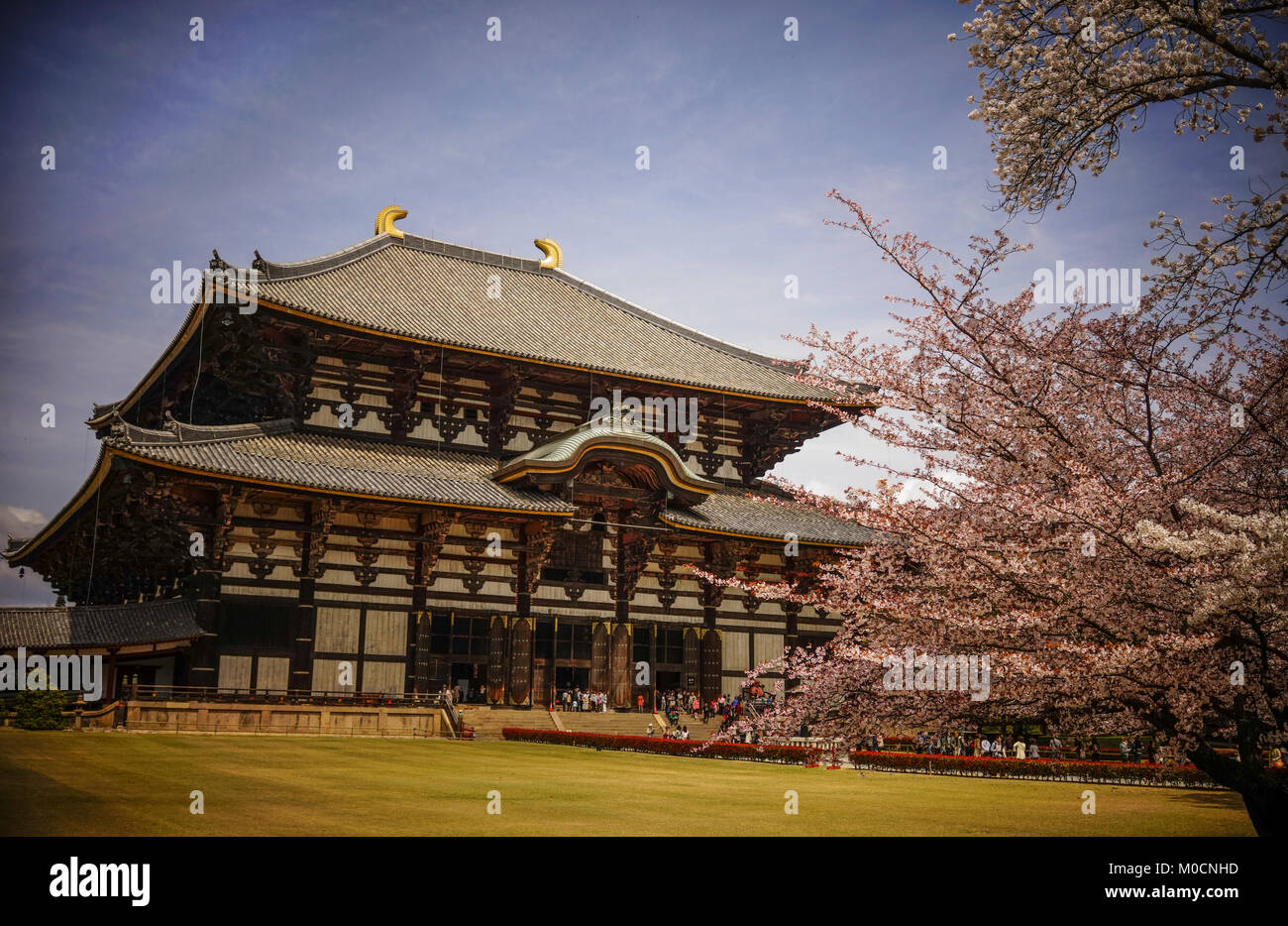 Nara, Japan - Apr 3, 2014. Todai-ji Temple at cherry blossom in Nara ...