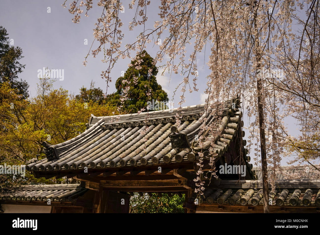 The gate of Buddhist temple with cherry flowers in Nara, Japan Stock ...