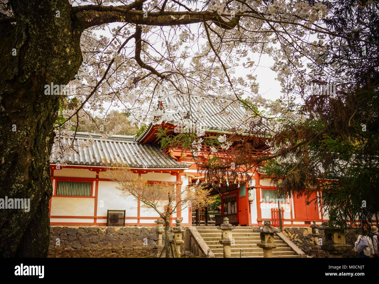 Ancient Shinto Shrine with cherry flowers background in Nara, Japan ...