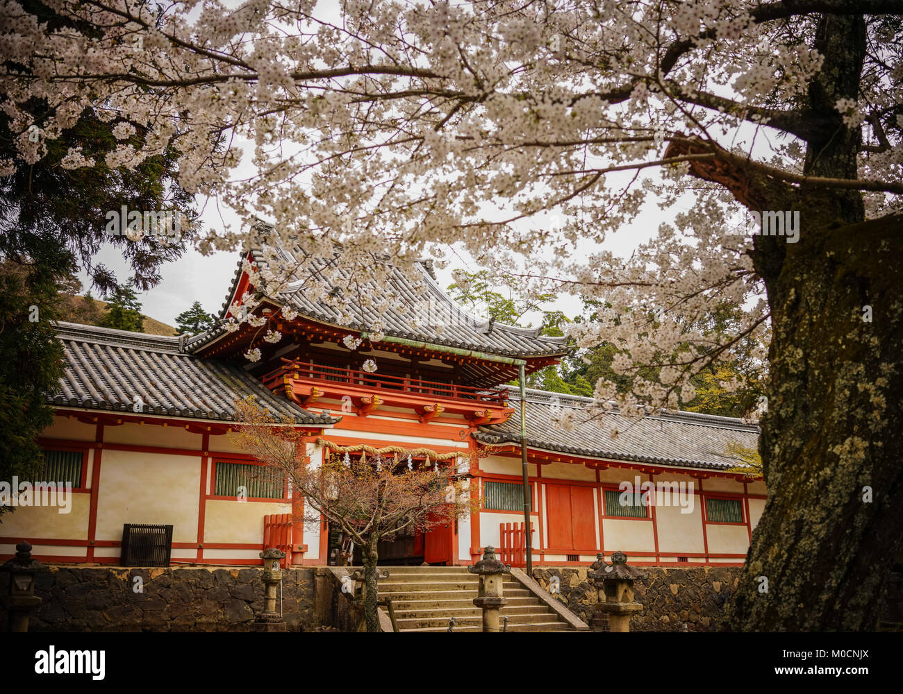 A cherry flowers blooming in front of an ancient temple in Nara, Japan ...