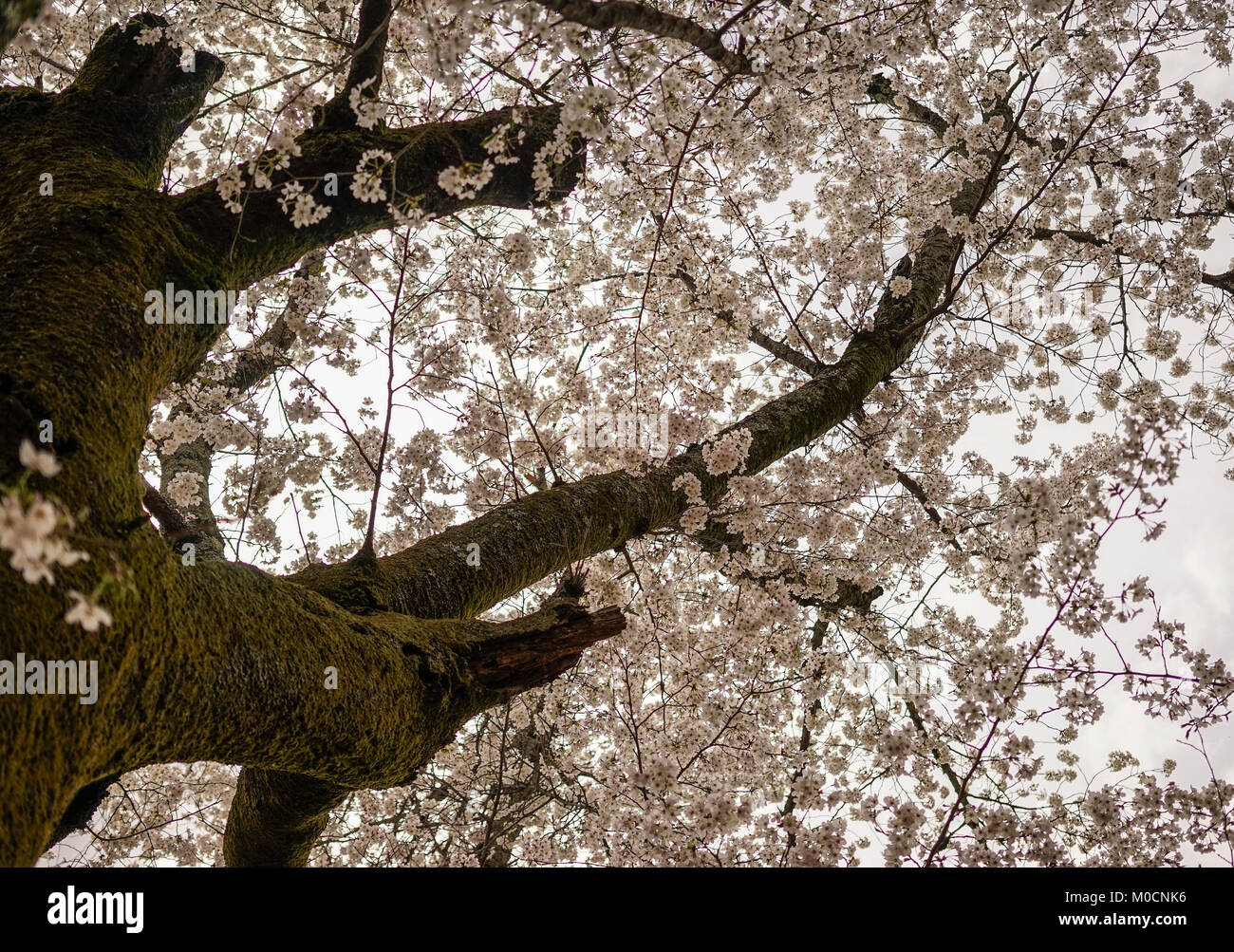 A huge cherry tree with flowers at the park in spring Stock Photo - Alamy