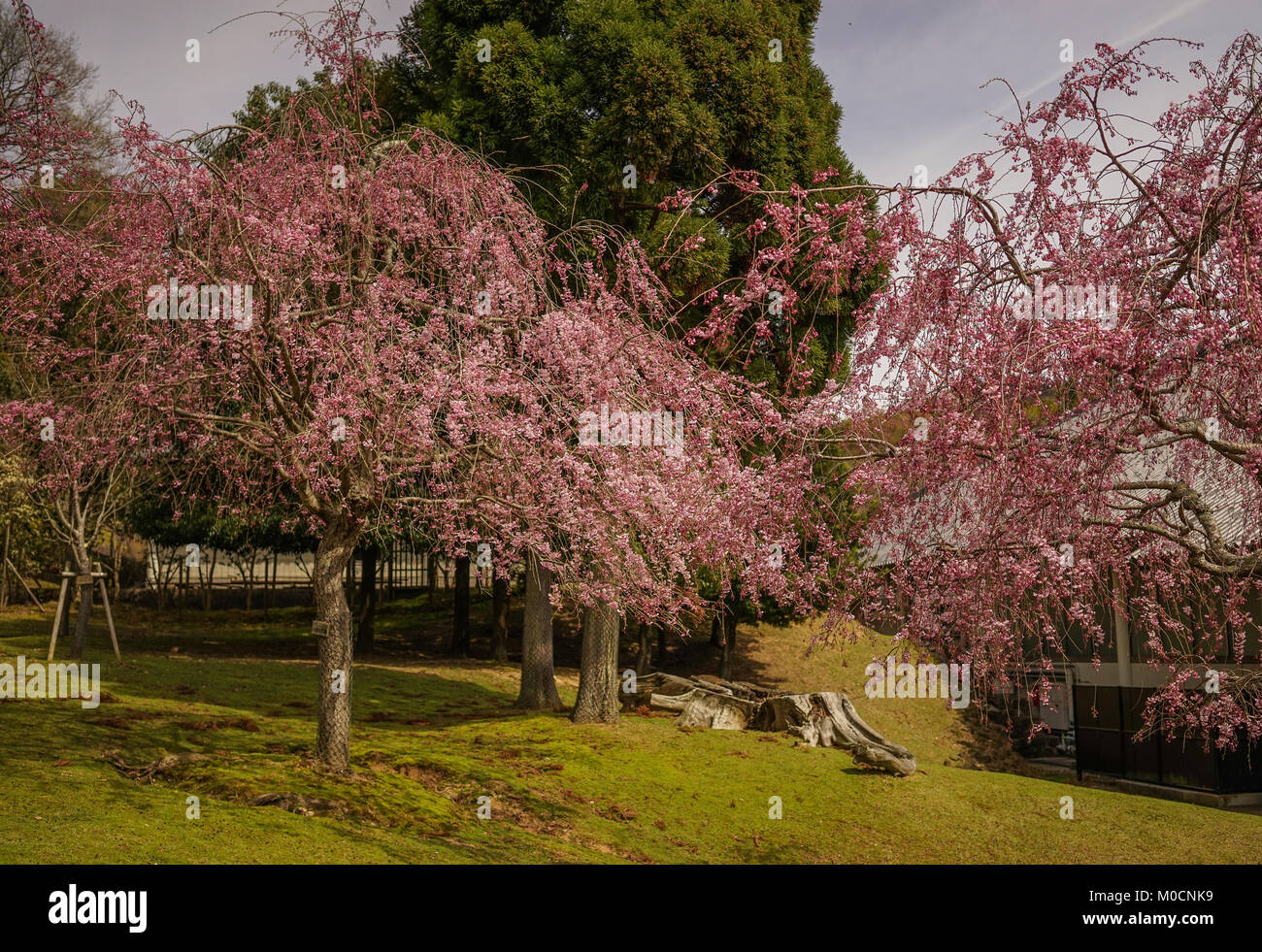 Pink cherry flowers at the park in Nara, Japan Stock Photo - Alamy