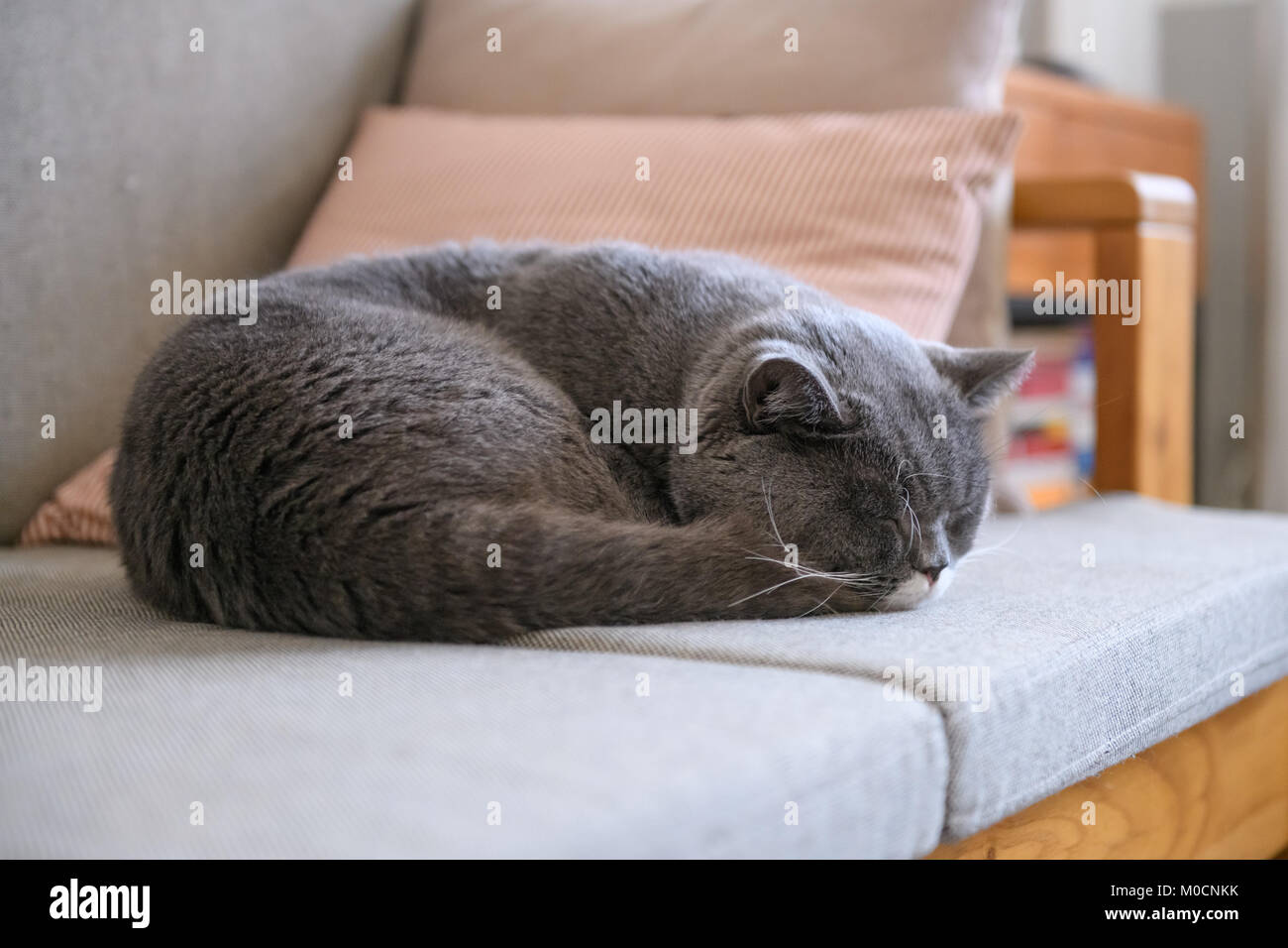 The grey cat sleeps on the couch Stock Photo - Alamy