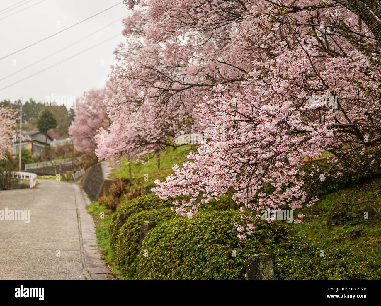 Cherry flowers with rural road background in Nara, Japan Stock Photo ...