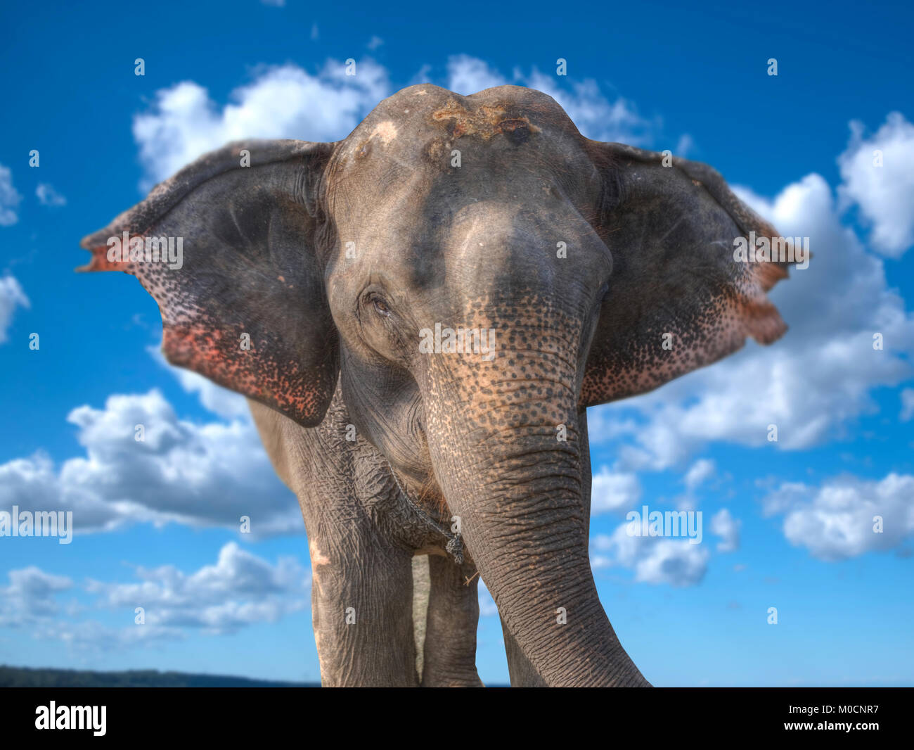 elephants in Chitwan. In the jungles of Nepal Stock Photo - Alamy